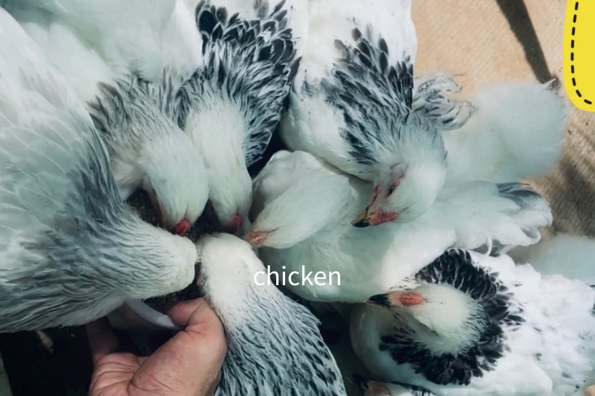 chicken