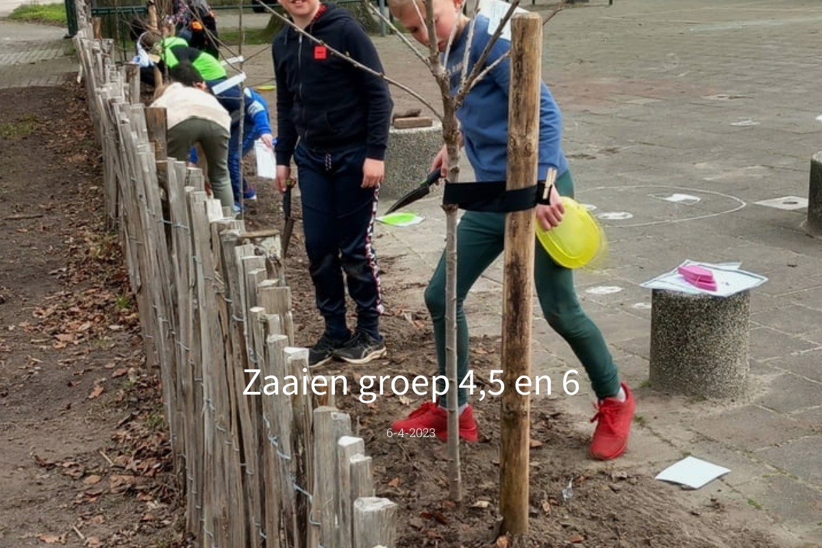 Zaaien groep 4,5 en 6
