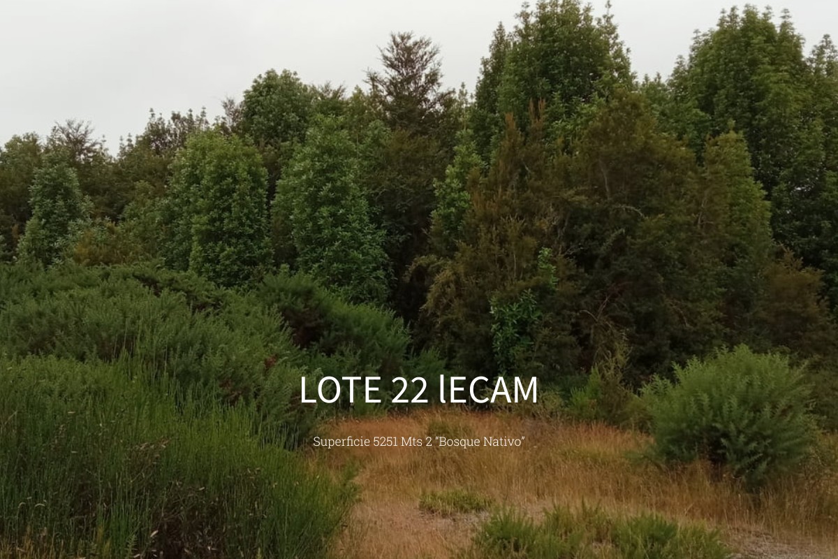 LOTE 22 lECAM